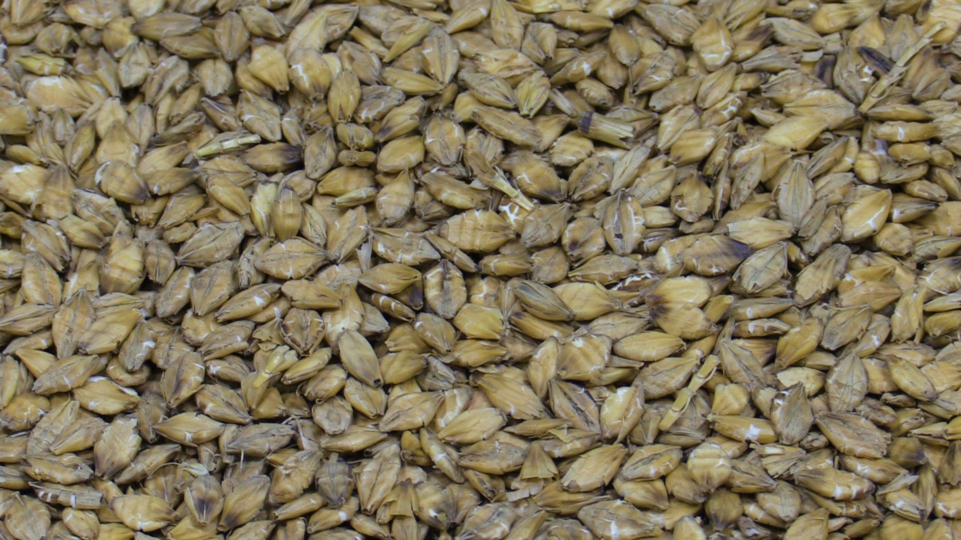 Home / Livestock / Feed Commodities / Grains / STEAM CRIMPED BARLEY
