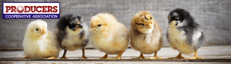 15% OFF 25 or more chicks.